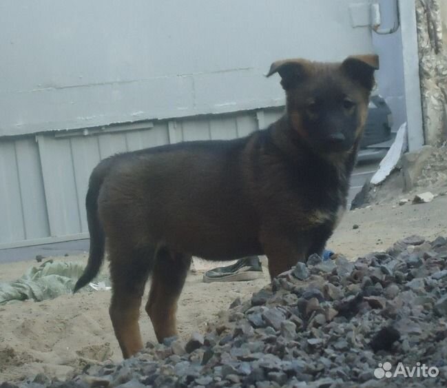 Плюшевые щенки в добрые руки