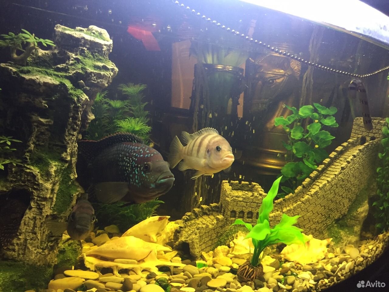 Рыбки из семейства цихлидные