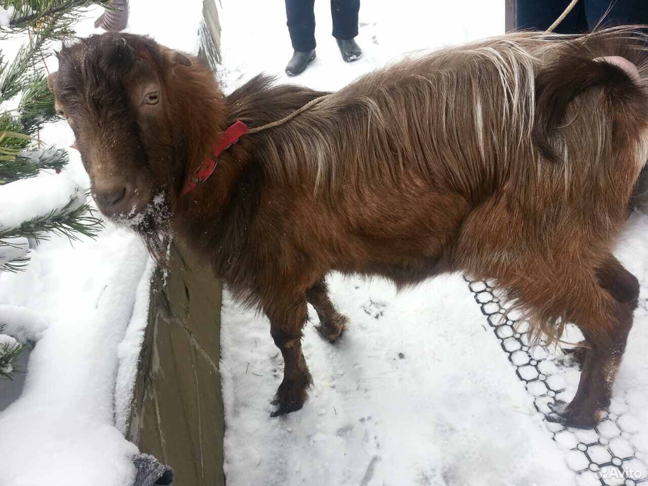 Козел,дойная коза и козочка