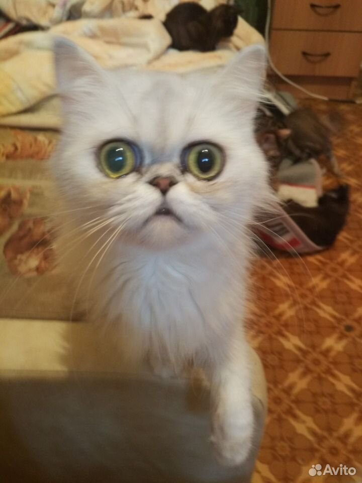 Кошечка персидская шиншилла