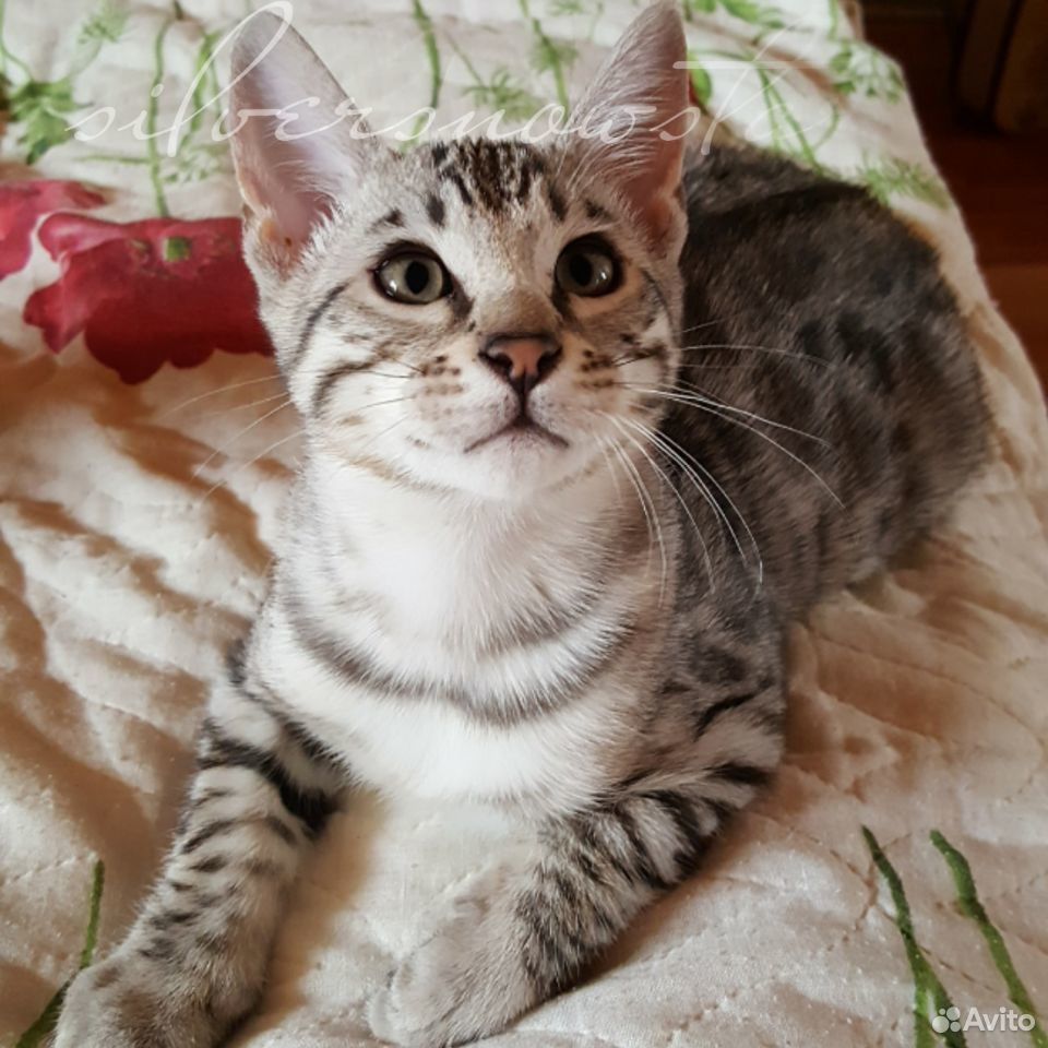 Бенгалята Малыши