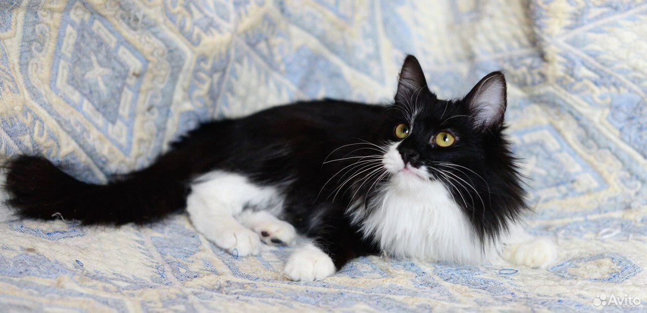 Сказочный котенок Пьеро, 7 месяцев