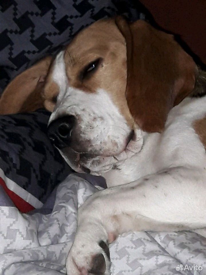 Шикарный парень на вязку