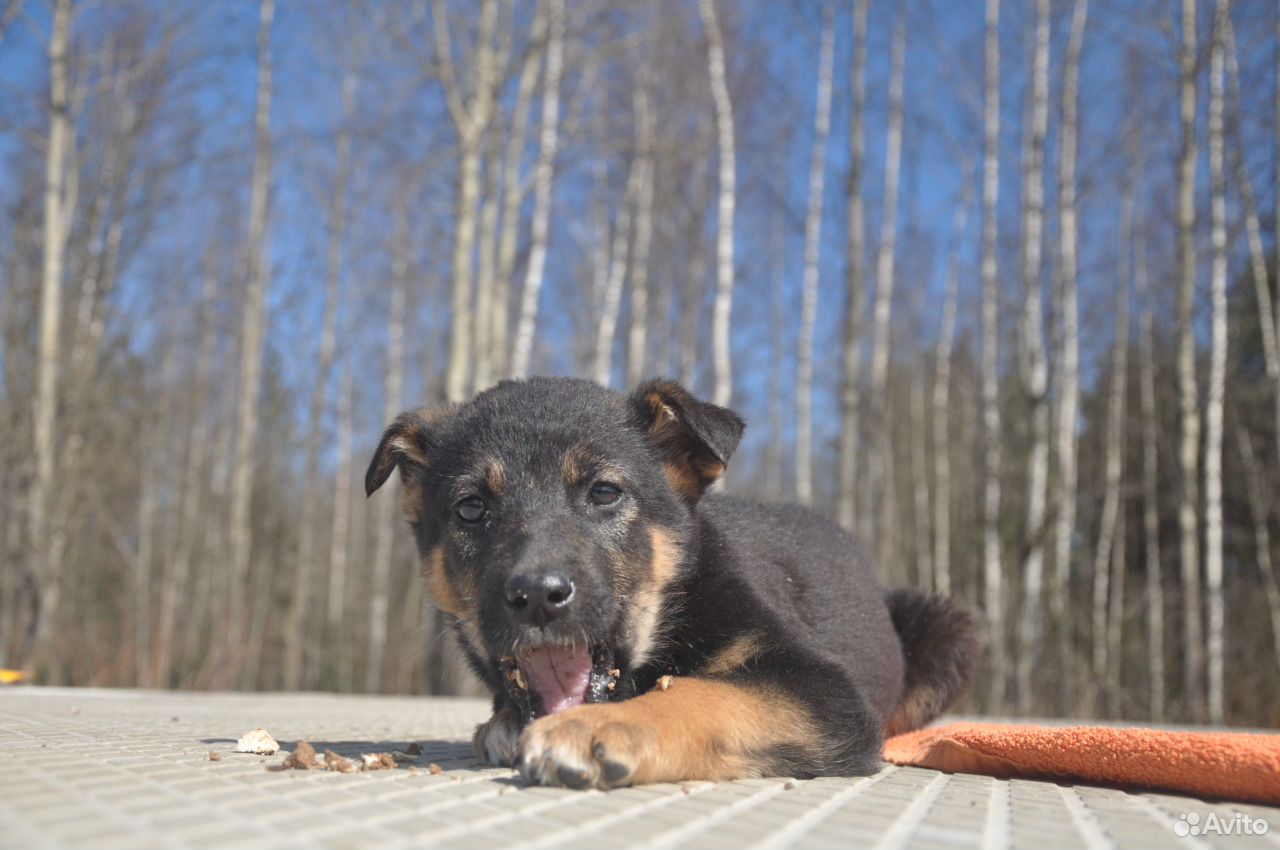 Щенули, 3 мес девчата