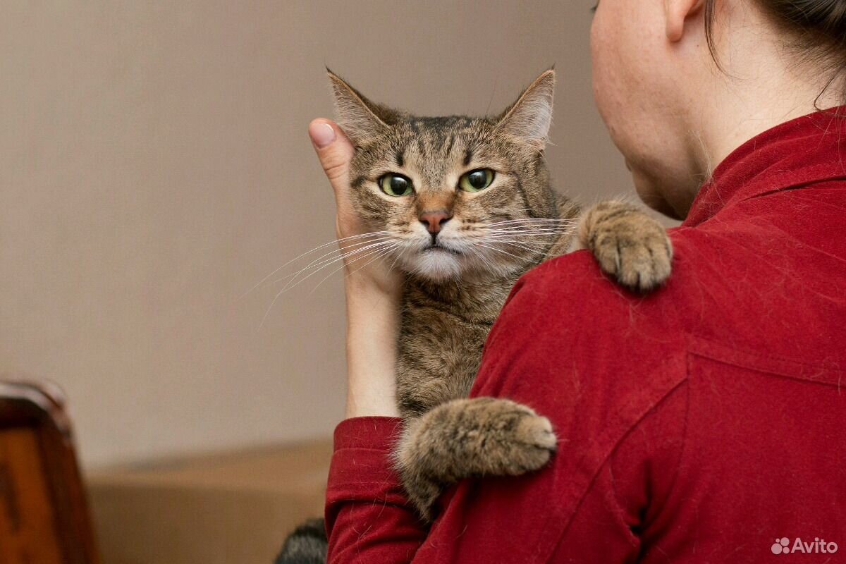 Кошка 1 год стерилизована