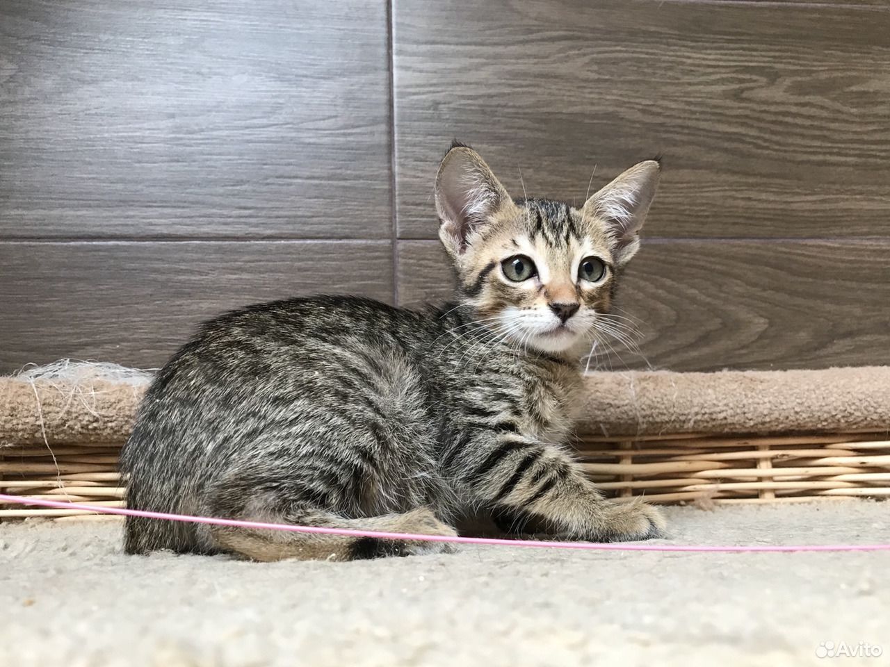 Котик Ритис Египетская мау