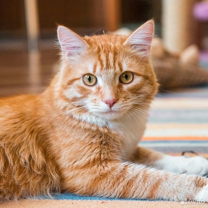 Кот Абрикос ищет дом