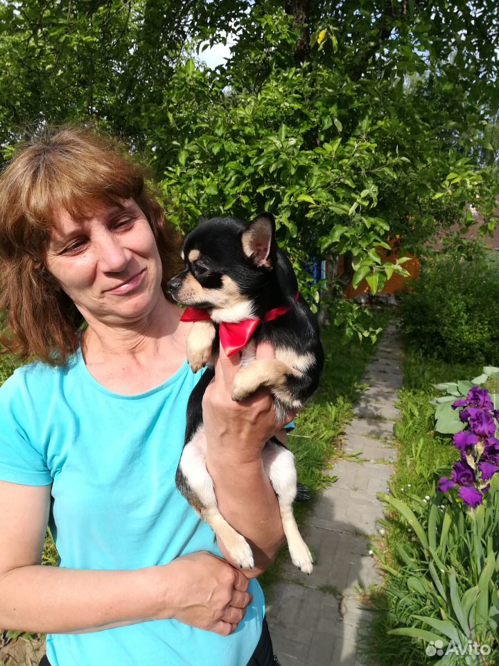 Подрощенный кобель породы Чихуахуа