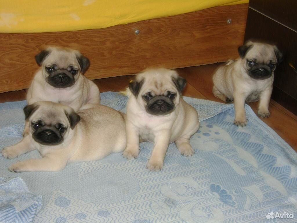 Мальчики и девочки породы Мопс