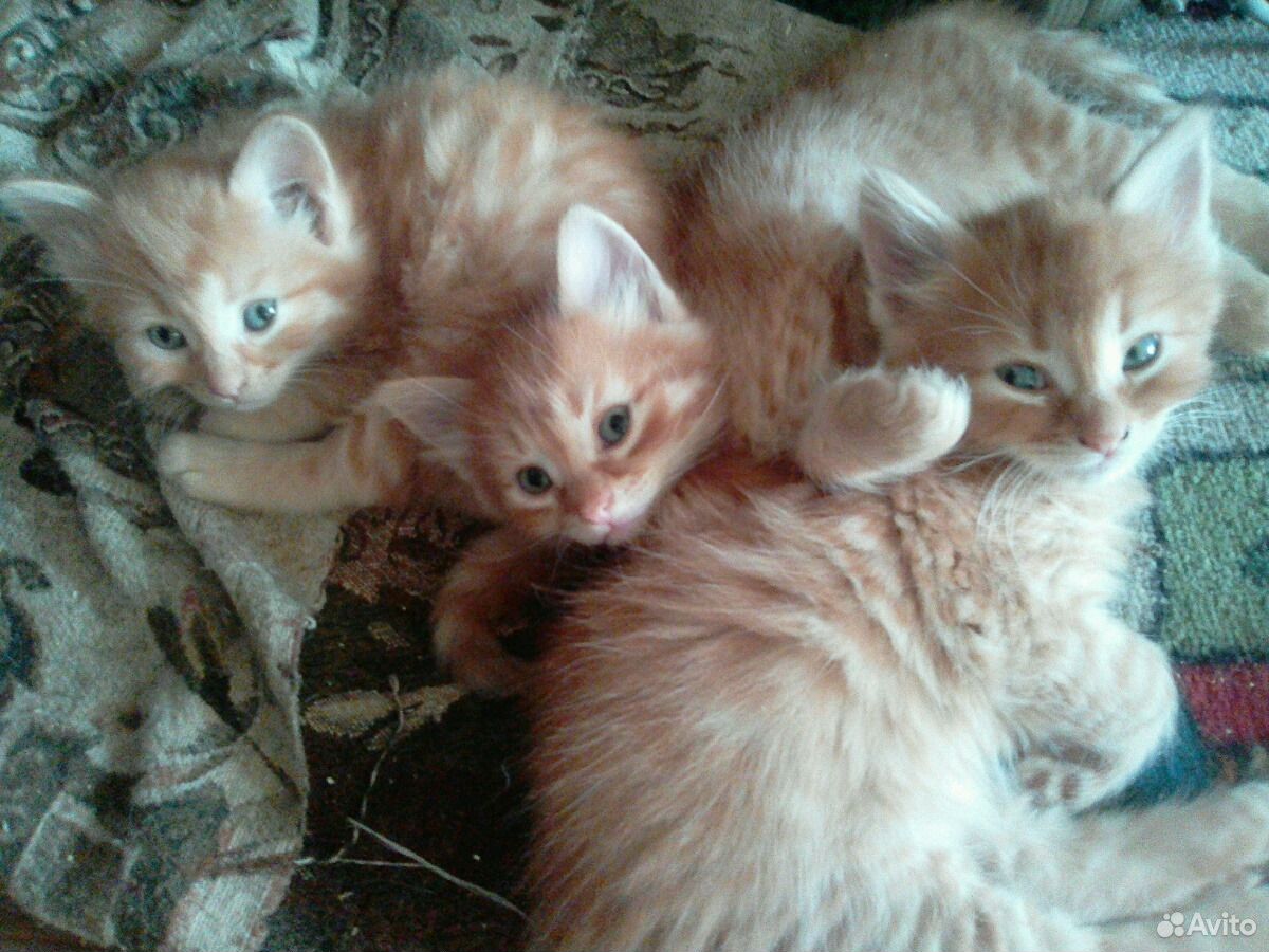 Котята рыжие 3 мальчика и одна девочка (рыжая кошк