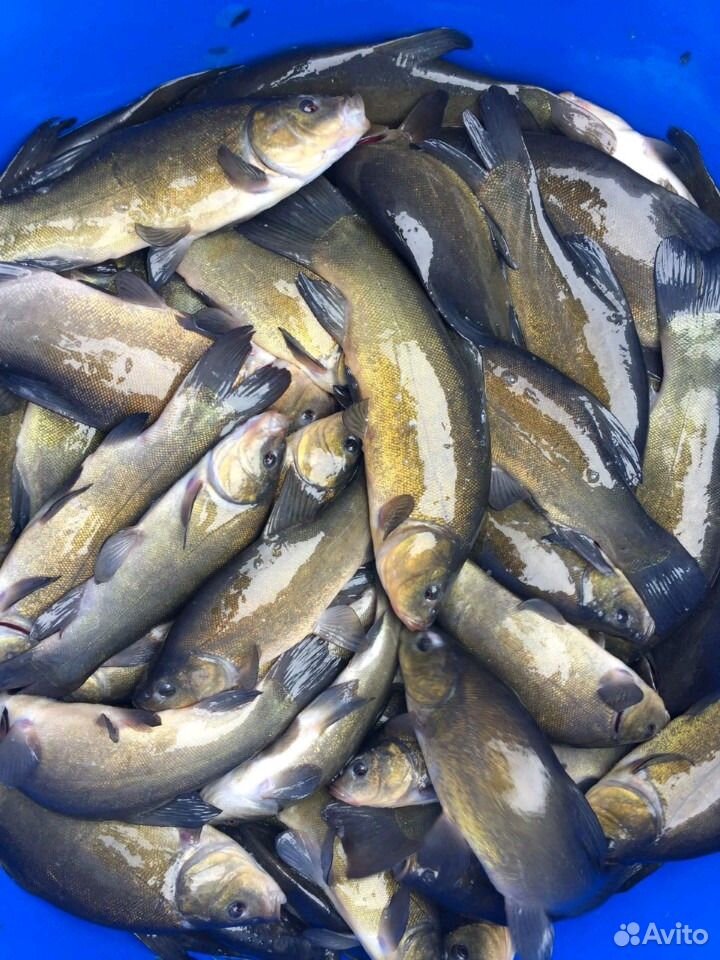 Зарыбление пруда(малек), живец