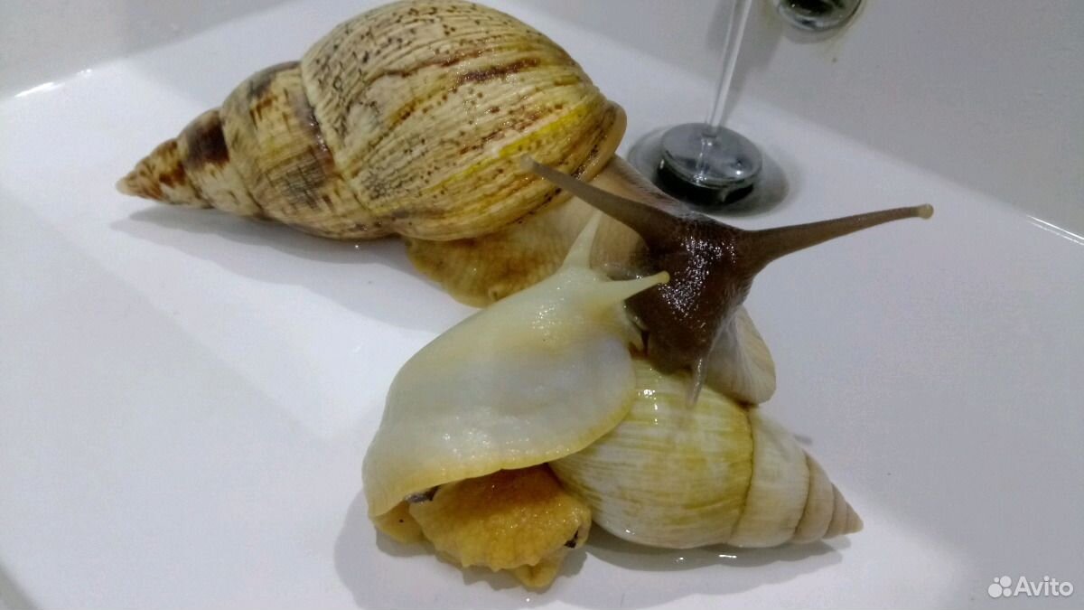 Улитки ахатина ретикулята и фулика