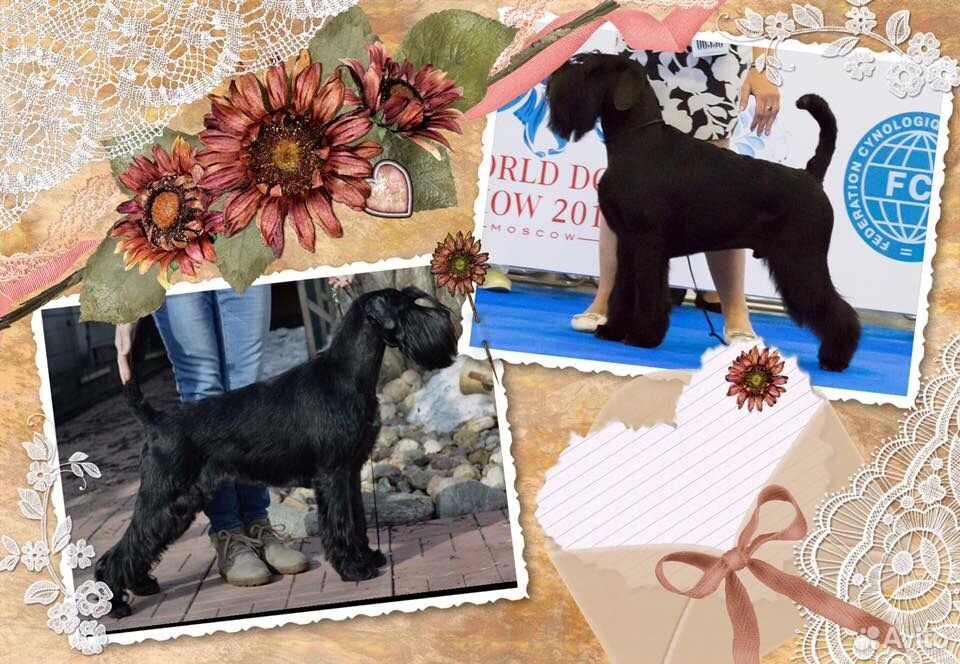 Щенки миттельшнауцера чёрного окраса