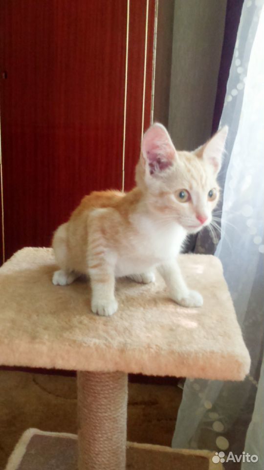 Котёнок, рыжик, с чудесным характером