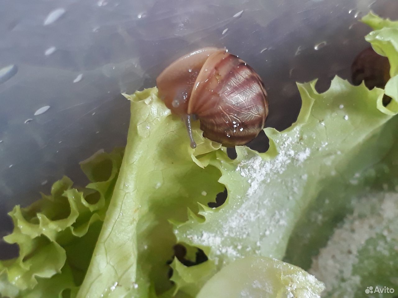 Улитята Ахатины Архахатины