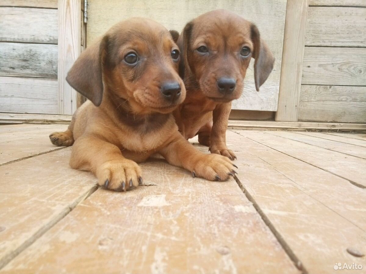 Мальчик той-таксёнок