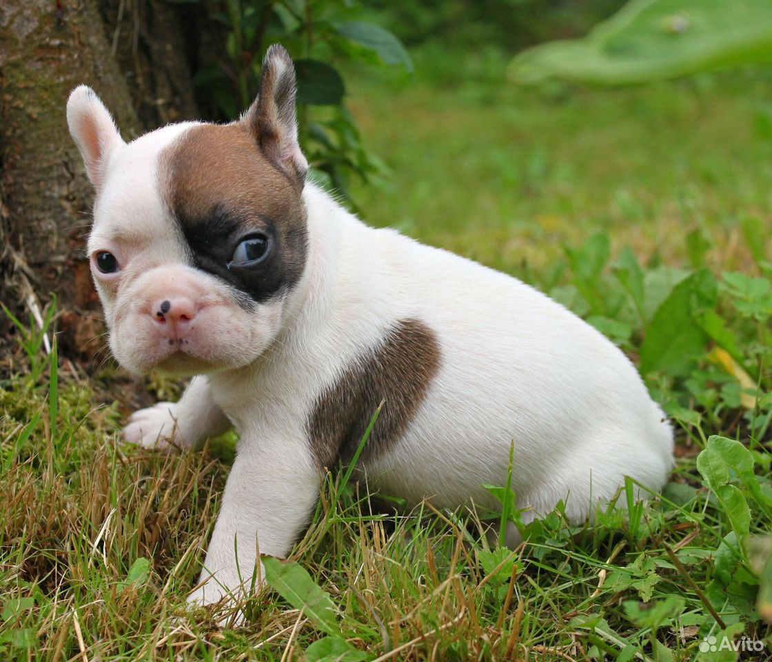 Малыши французы