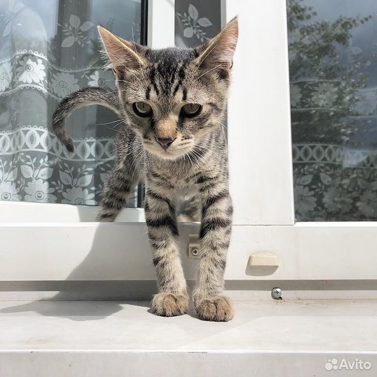 Котенок-подросток в дорбрые руки