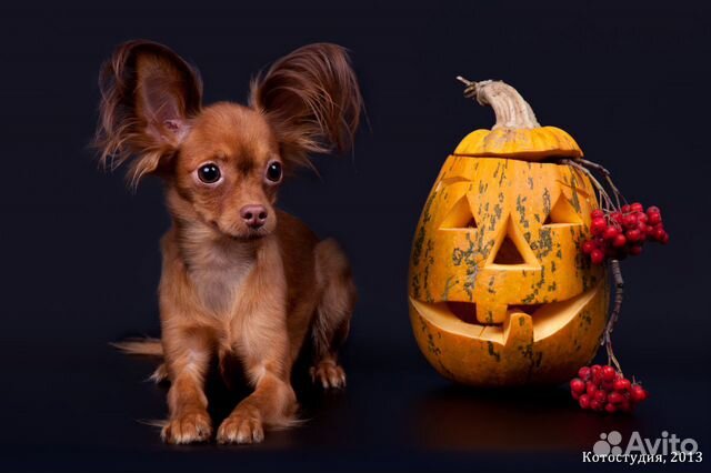 Щенки той терьер