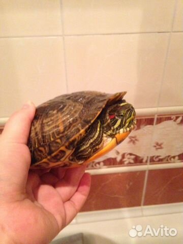 Красноухие черепашки