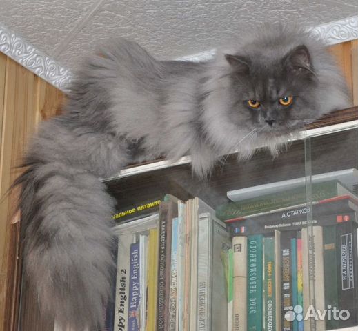 Шотландский хайленд приглашает на вязку