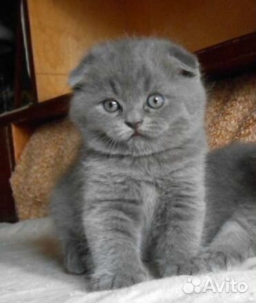 Плюшки вислоушки Макс и Марта