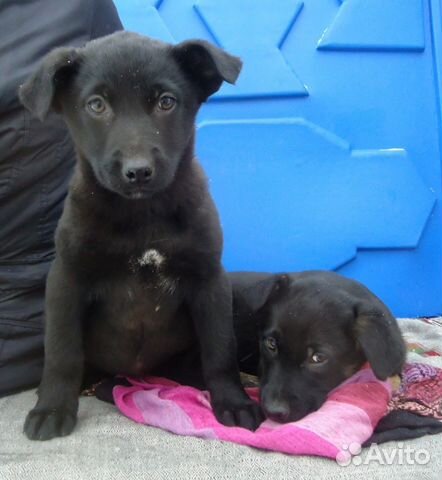 Игривые, весёлые щенки - детки ищут дом