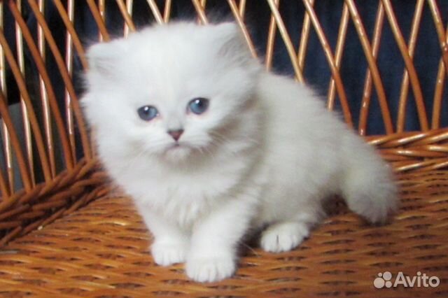 Длинношерстная кошечка Сказка