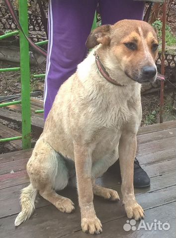 Сара-очень контактная собачка компаньон в семью