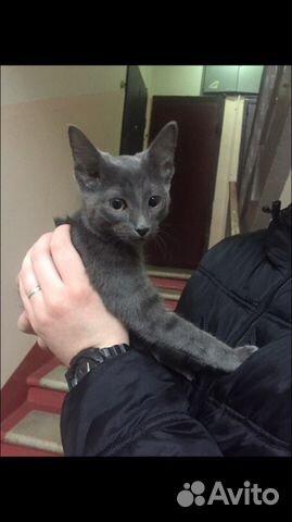 Всем привет Отдаю котёнка в добрые руки, мальчик