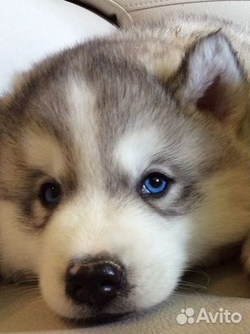 Волчата голубоглазые хасята