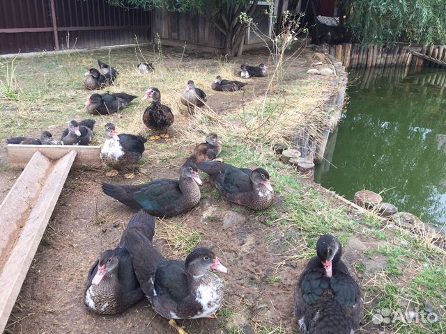 Мускусная утка. Индоутка