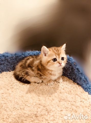 Британский котёнок золотой Ив