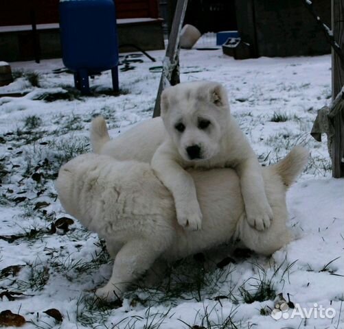 Белые медведи