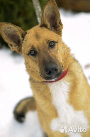 Рыжее счастье Марта в добрые руки