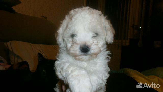 Бишон фризе