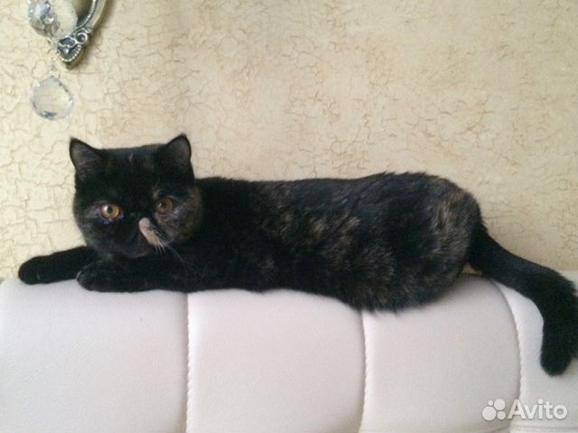 Ищем котика