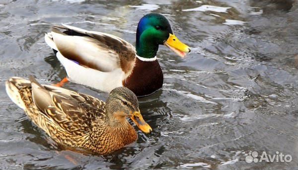 Водоплавающая птица Утки, гуси