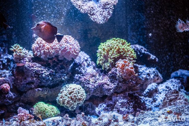 Кораллы гелиофунгия, фризогира, эуфилия