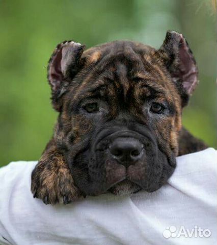 Гордый итальянец в России