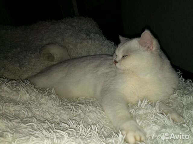 Вязка британского котика