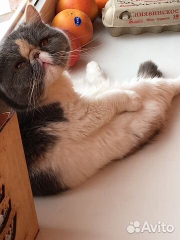 Экзот на вязку