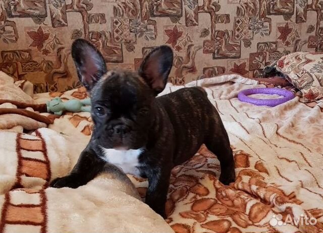 Предлагаются щенки французского бульдога