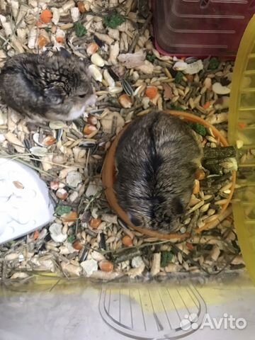 Джунгарский хомяк с клеткой 2 девочки