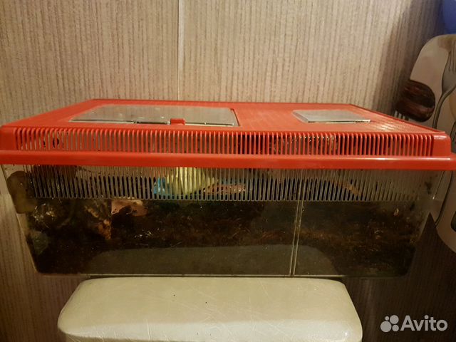 Улитки Ахатинки+террариум бесплатно