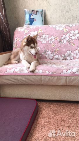 Хаски, девочки-красавицы