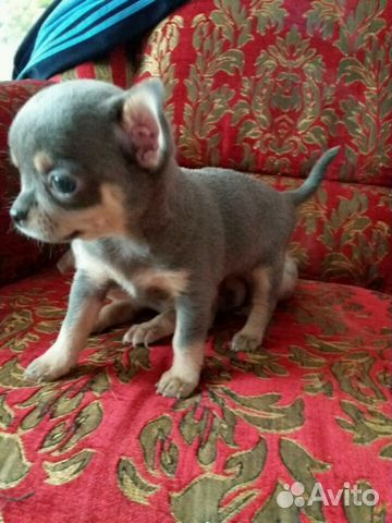 Лиловый мальчуган