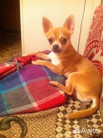 Продам Чиха,мальчик 1.3 мес