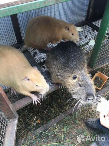 Взрослые самки нутрии