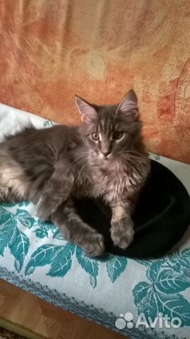 Котенок Мейн-кун с документами